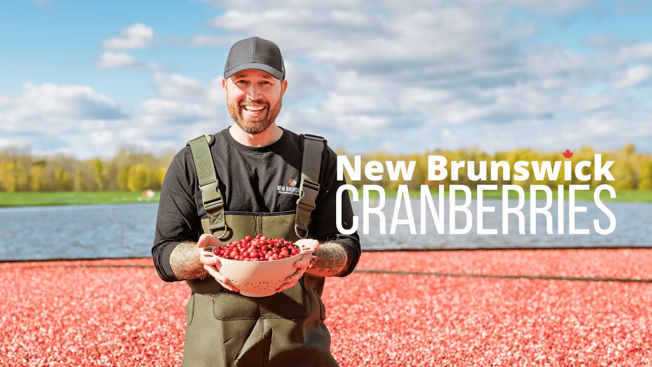 Harvesting Cranberries in New Brunswick | Ep 10 with Chef Dennis Prescott 🚜 - YouTube