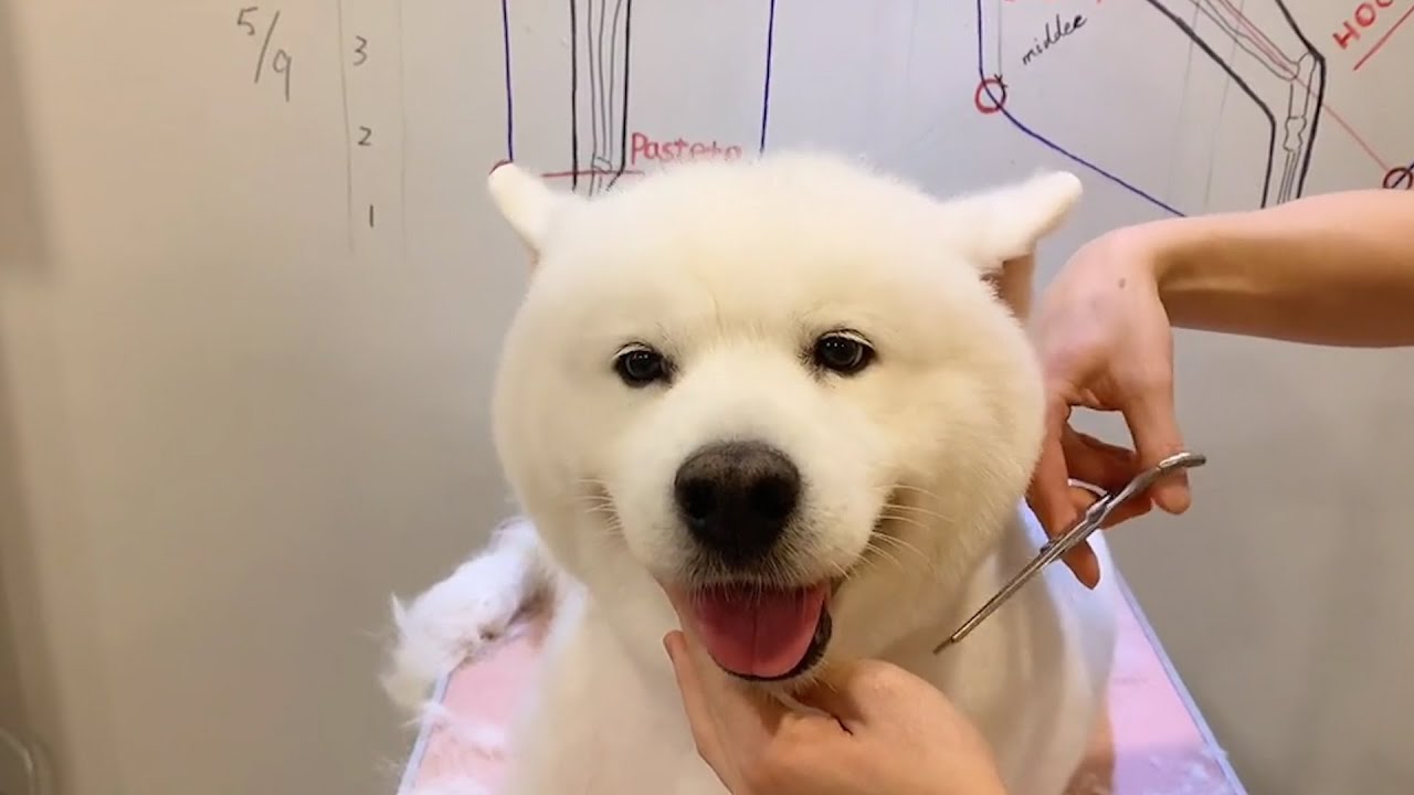 Amazing Samoyed Puppy Grooming : How To Groom Samoyed Dog | Samoyed ...