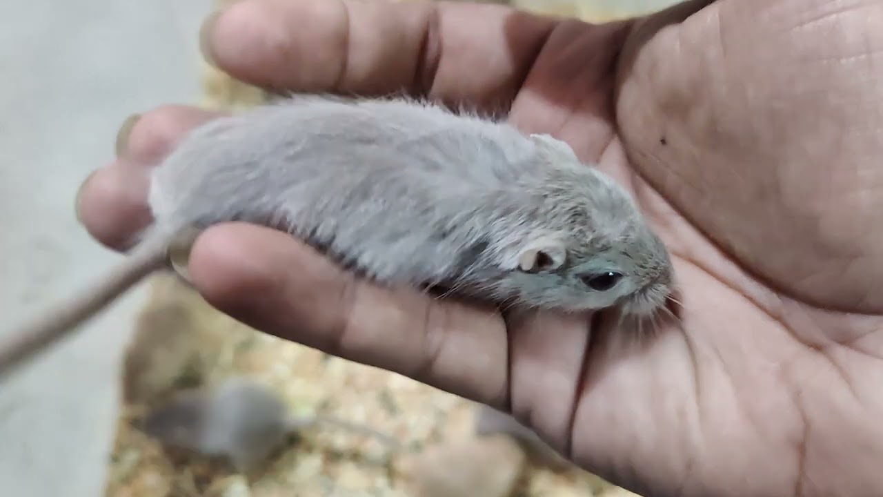 Mongolian Gerbil Colony - YouTube