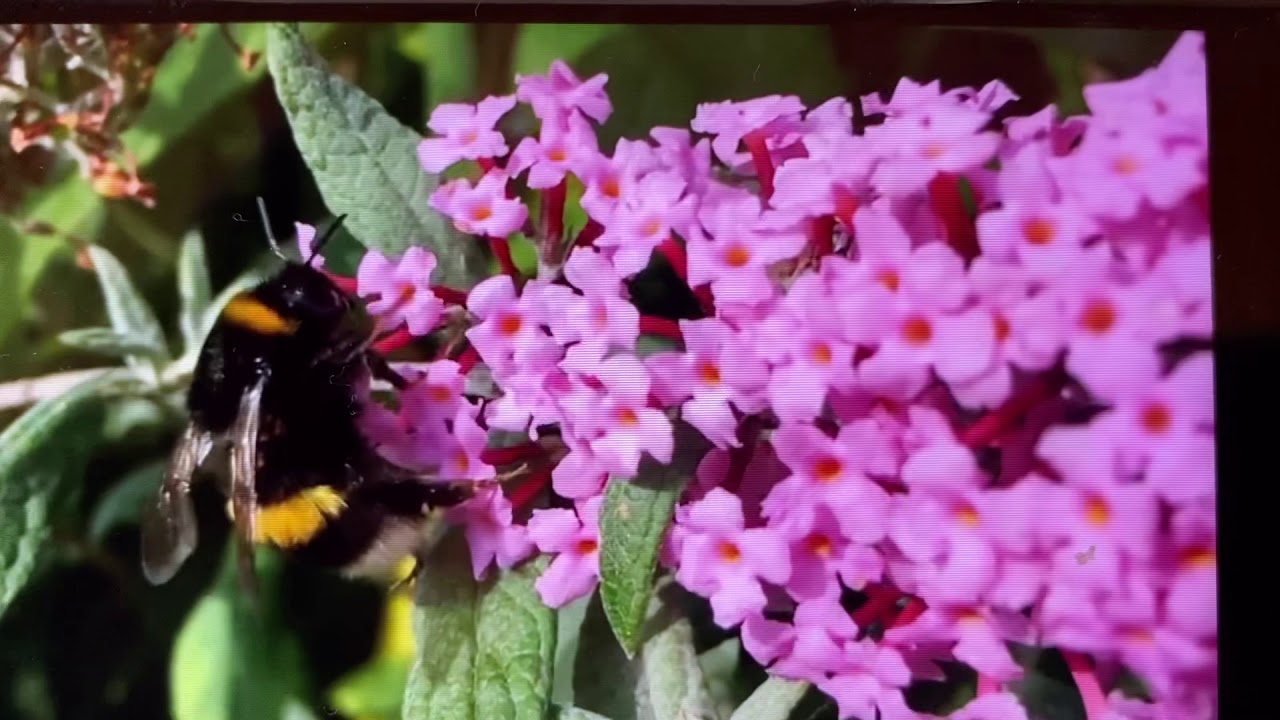 Bumblebee helicopter DM - YouTube