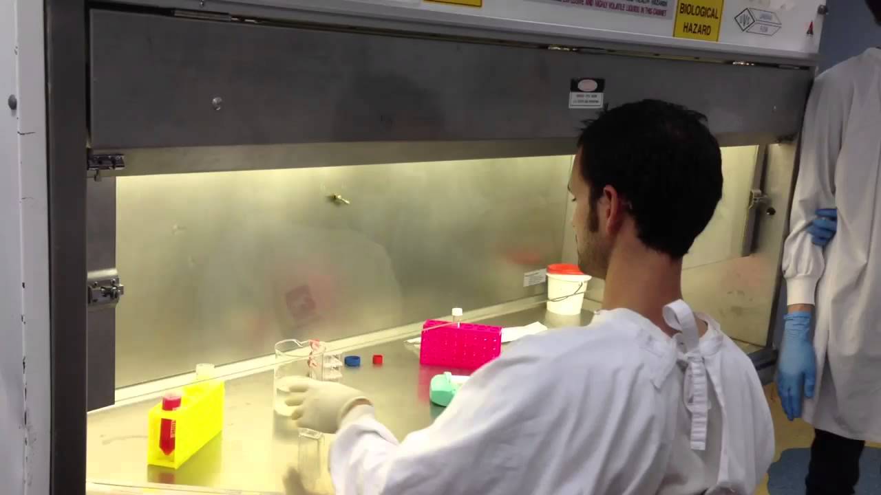 Subculturing adherent cells part 1 - YouTube