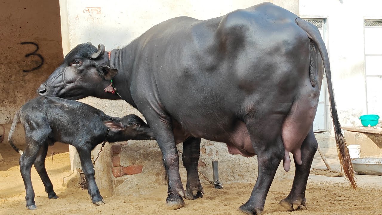 ⭐(9671865394)5 Star Murrha झोटी First Location milk 18 kg with female ...