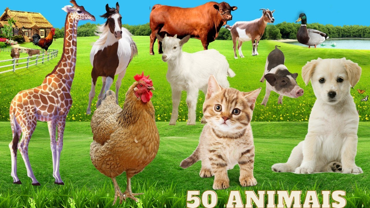 50 animais- qual desse animais vc conhece? - YouTube