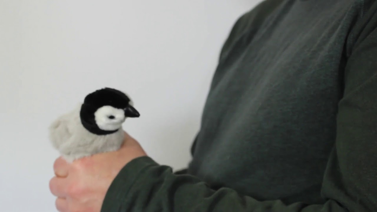 2680 Mini Baby Emperor Penguin / Pinguin Fingerpuppe - FOLKMANIS ...