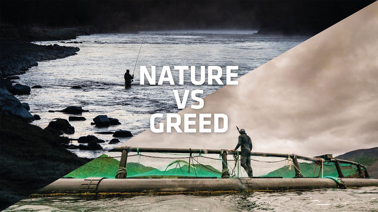 Nature vs Greed – Take Action for Wild Salmon! - YouTube