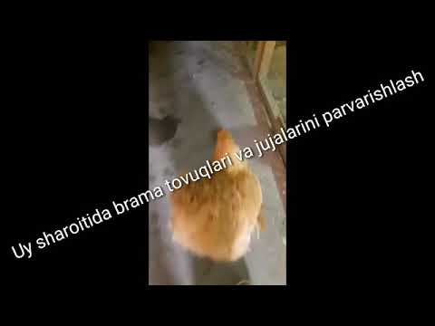 Biznesi boshlamoqchimisiz,  zotdor parranda va jujalarini boqis