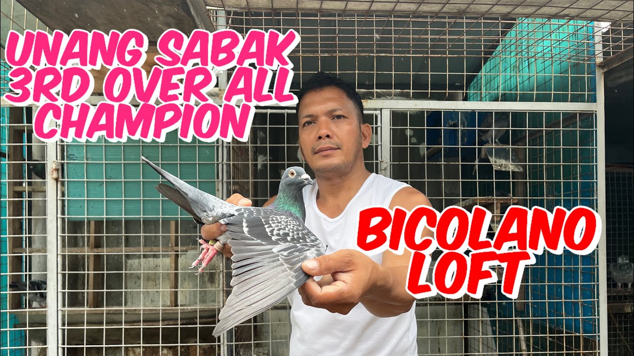 Kahit DOUBLE CAGE lang bahay ng kalapati nakapag 3rd Over All Champion ...
