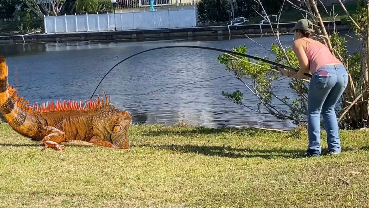 Cute Country Girls Wrangle Up Some Florida iguanas! iguana Hunting and ...