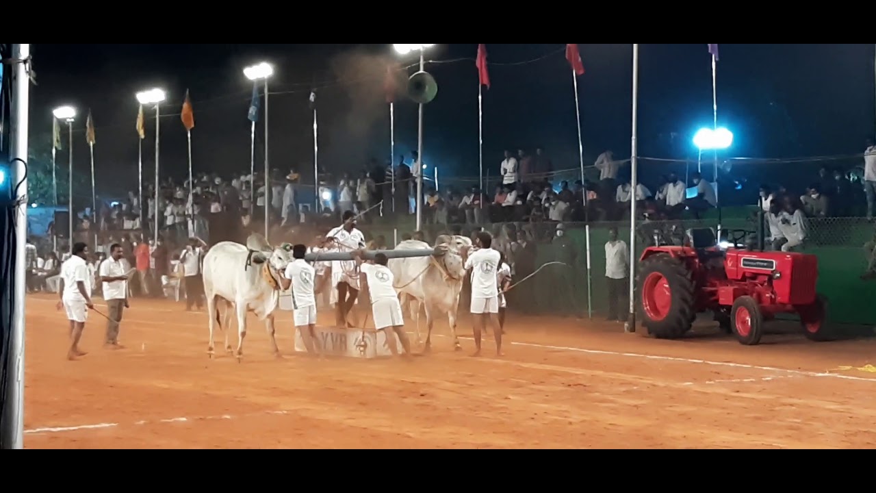 Amazing Ongole Bulls Race , Transporting Bulls at Bull Race , Ongole ...
