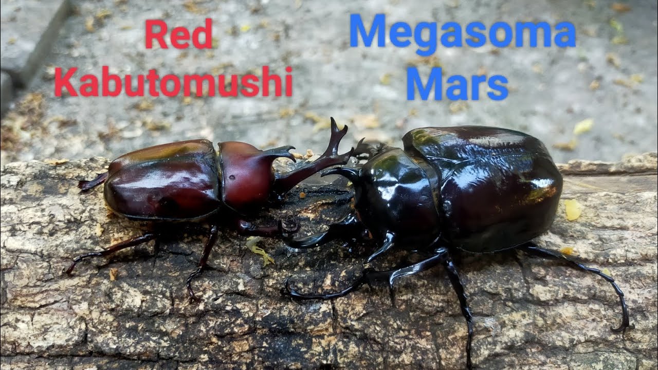 Full : Red Kabutomushi 75mm. vs Megasoma Mars 92mm. Rhinoceros beetle battle. 虫 insects wars 🔥 ...