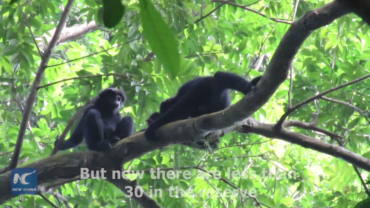 Rare gibbon population reviving in China - YouTube