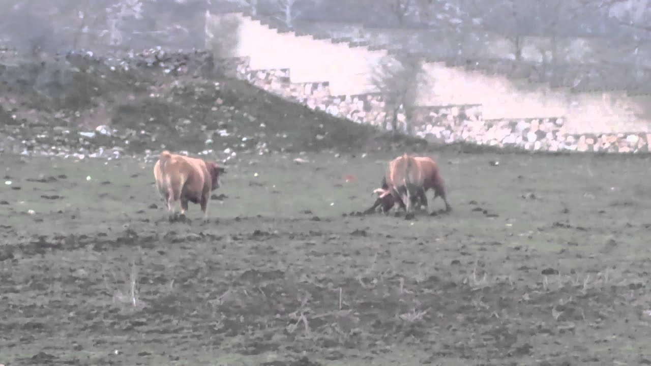 Toros peleando por el cambio de jerarquía en el prado ?????? - YouTube