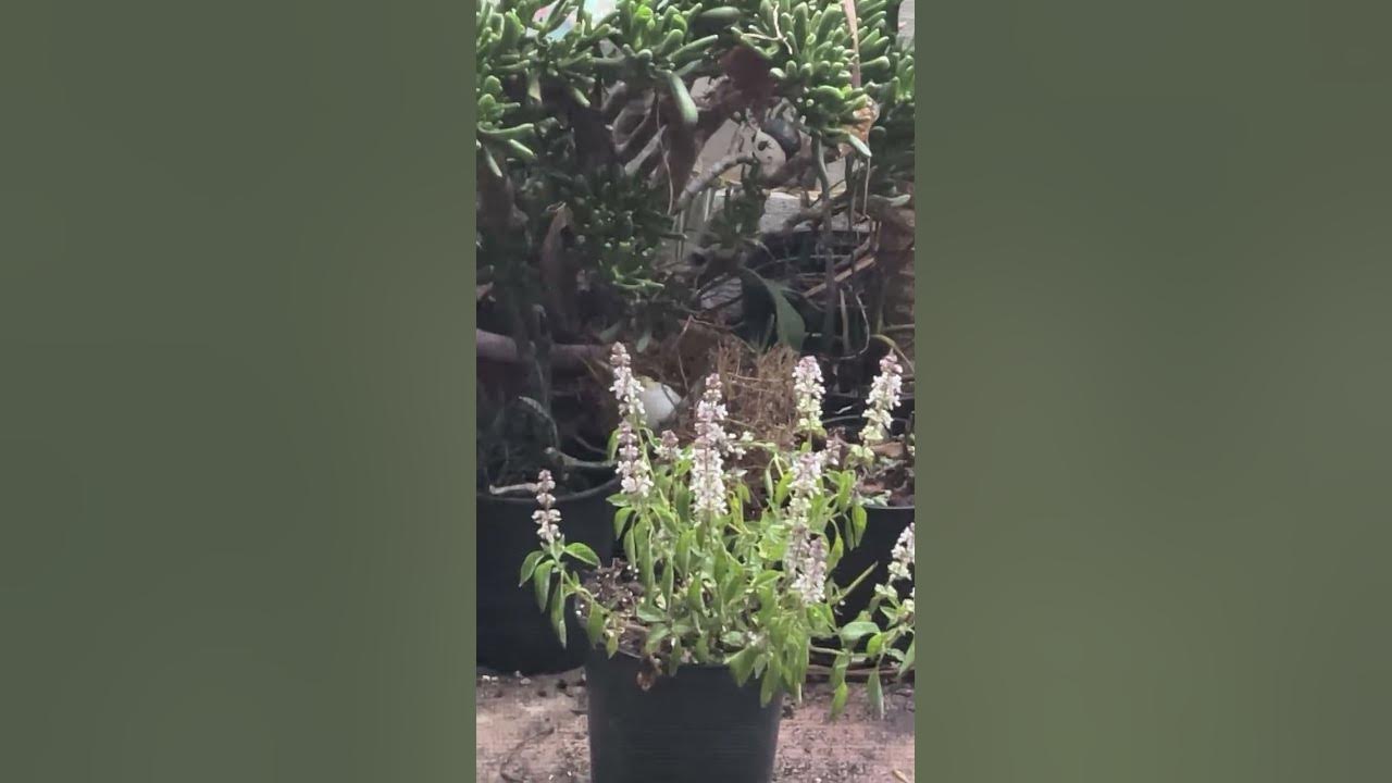 JENITA'SBF WELL WISHES GARDENING is live! GARDENING NEW YEAR PLANS ...