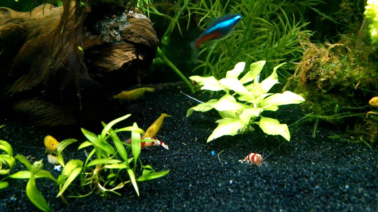 Neon yellow shrimp and Crystal - YouTube