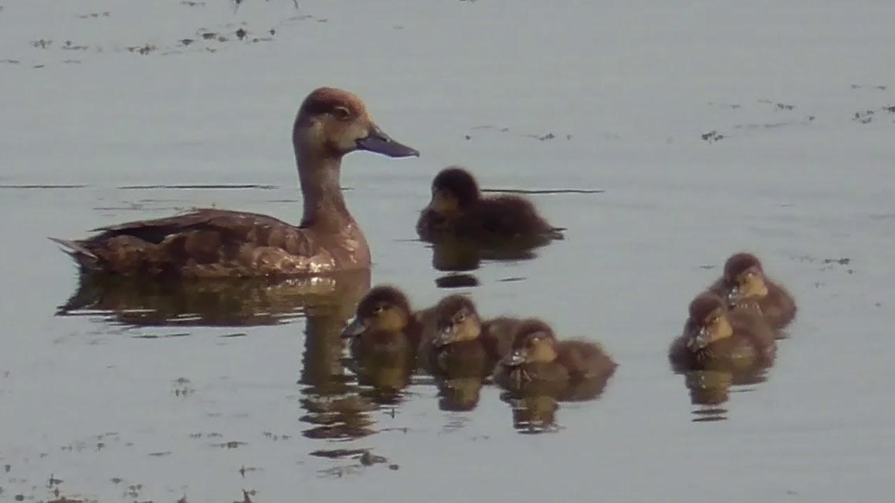 Lake Birds #3 - Ducklings, juveniles and sub-adult ducks - YouTube