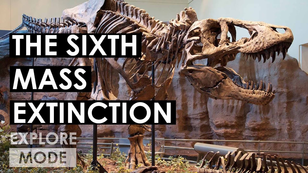 How Humans Are Causing The Sixth Mass Extinction The Holocene how-humans-are-causing-the-sixth-mass-extinction-the-holocene