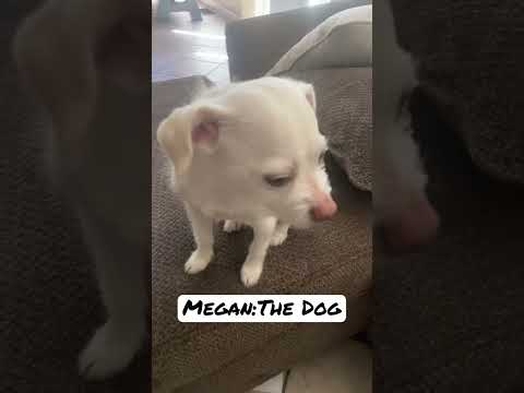 M3GAN:The Dog - YouTube