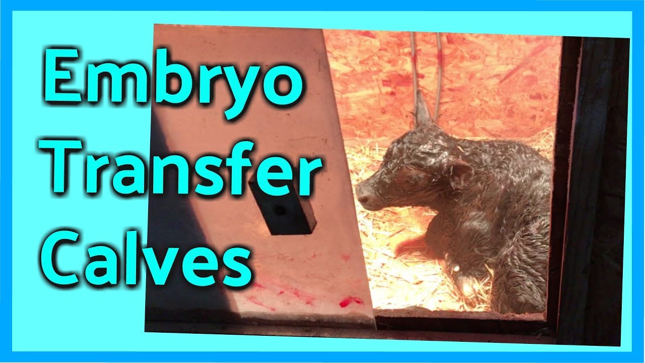 Embryo Transfer Calves in the calving barn - YouTube