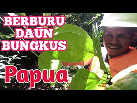 Berburu daun bungkus Papua! || Daun Tiga Jari Perkasa!.. #papua  #daunbungkus
