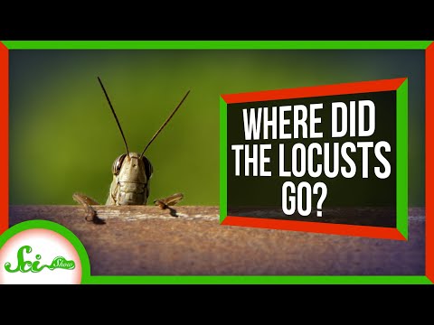 How Locusts Were Eliminated From North America