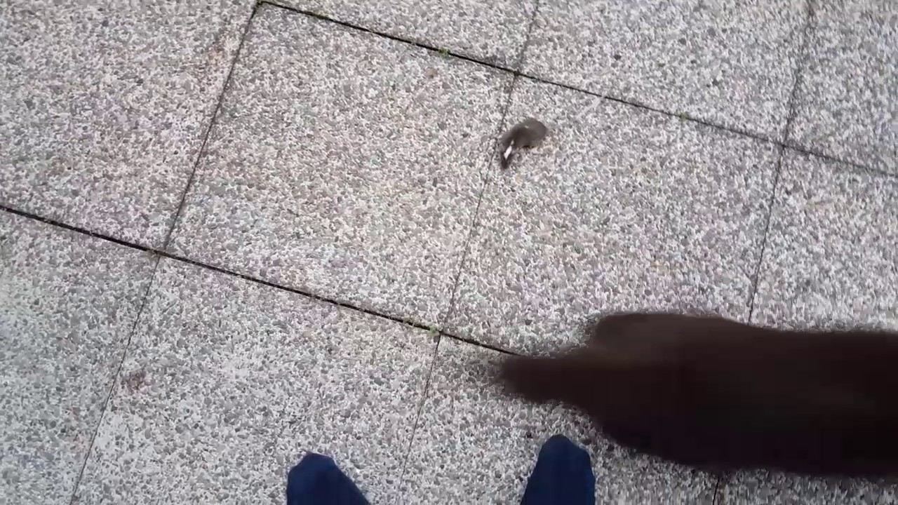 Cat afraid of mouse - YouTube