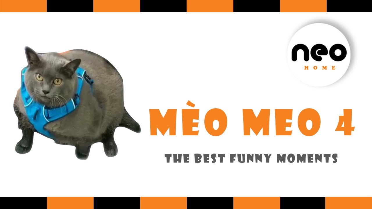 Mèo Meo 4 - The Best Funny Moments | Những khoảnh khắc vui nhộn - YouTube