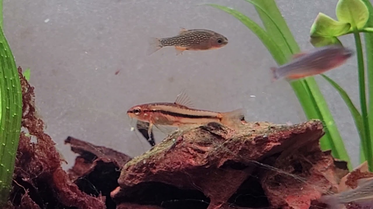 Hopong, Myanmar galaxy danio rosy loach biotope - YouTube