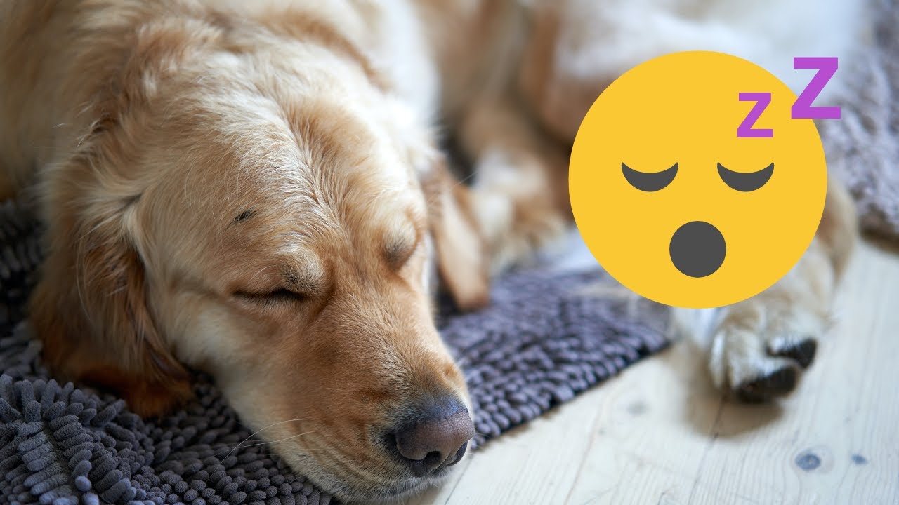 Descanso en Minutos 3 Horas de Melodías Relajantes para que tu Perro ...