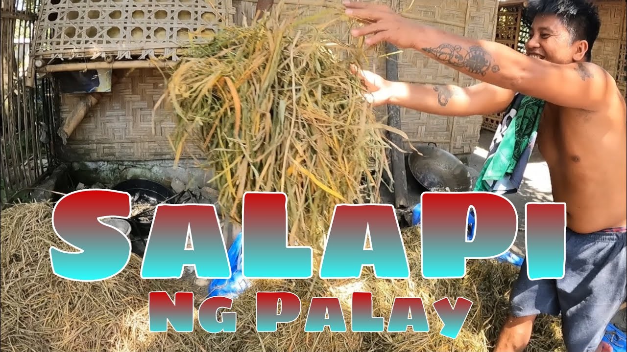 Ep188-SaLapi Ng Palay Sa Hirap Ng Buhay | Buhay Probinsya | TEAM Laya ...