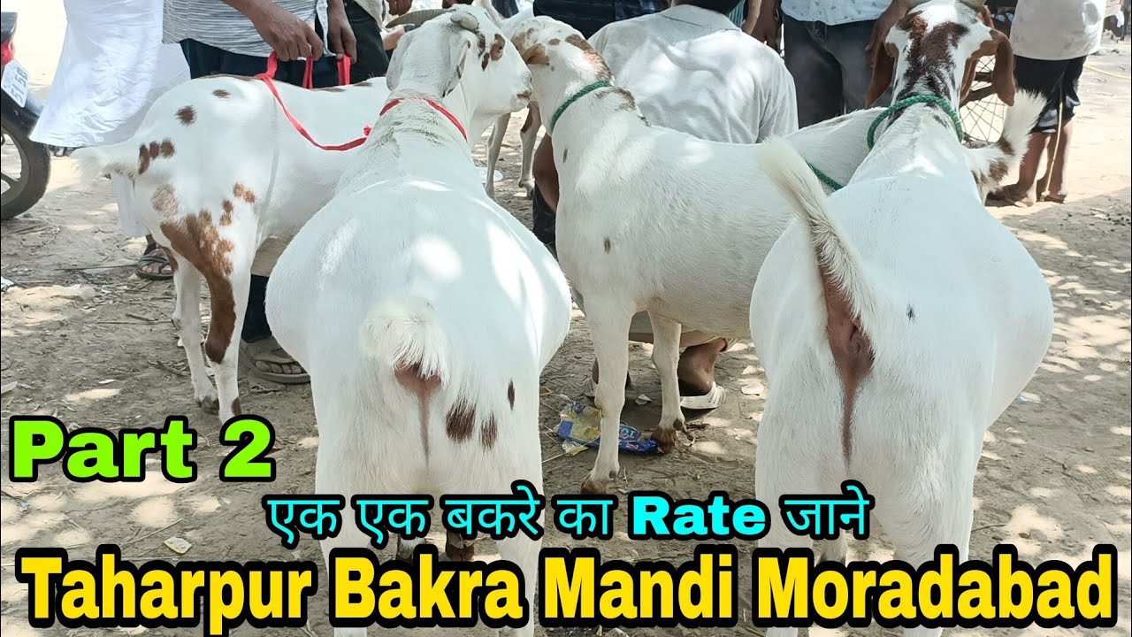 23/05/23 Barbari Bakri Khassi Bakre Taharpur Bakra Mandi Moradabad UP ...