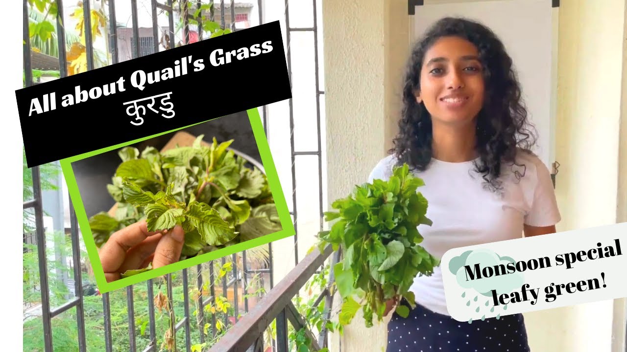 Kurdu - the monsoon special leafy green! Part 1 - Indian Local ...