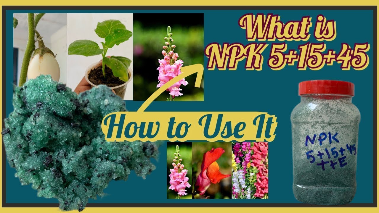How to use NPK 5+15+45 Fertilizer For Plants - YouTube