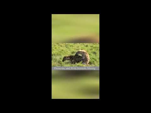 Rare Sighting of Hyenas Mating short