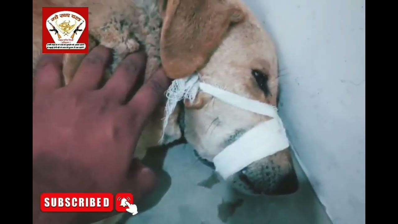 Preganant female dog ke pet me mre bache moke pr phuchkr team ne kiya ...