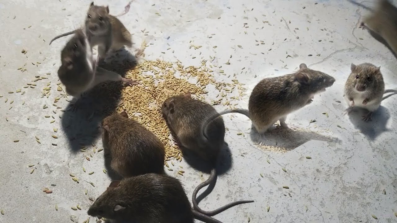 The world of mice, you may never have seen - YouTube