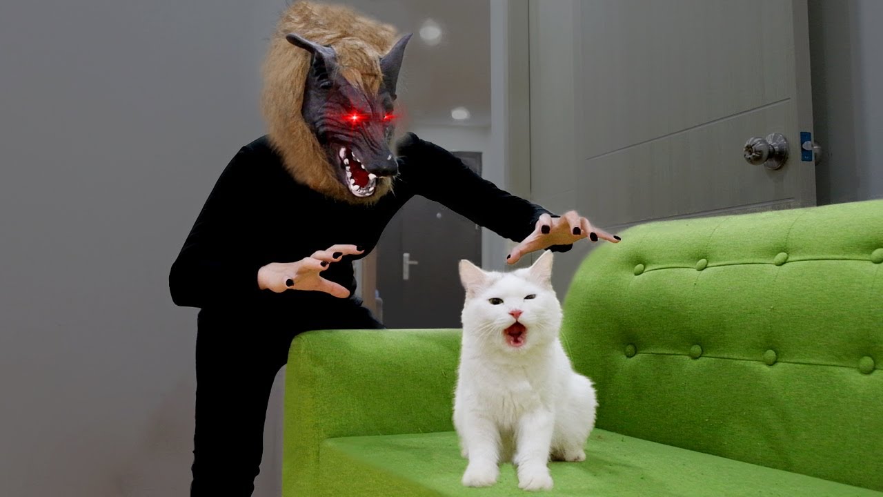 Cats vs Wolf - YouTube