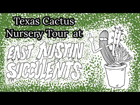 A Tour of East Austin Succulents - YouTube