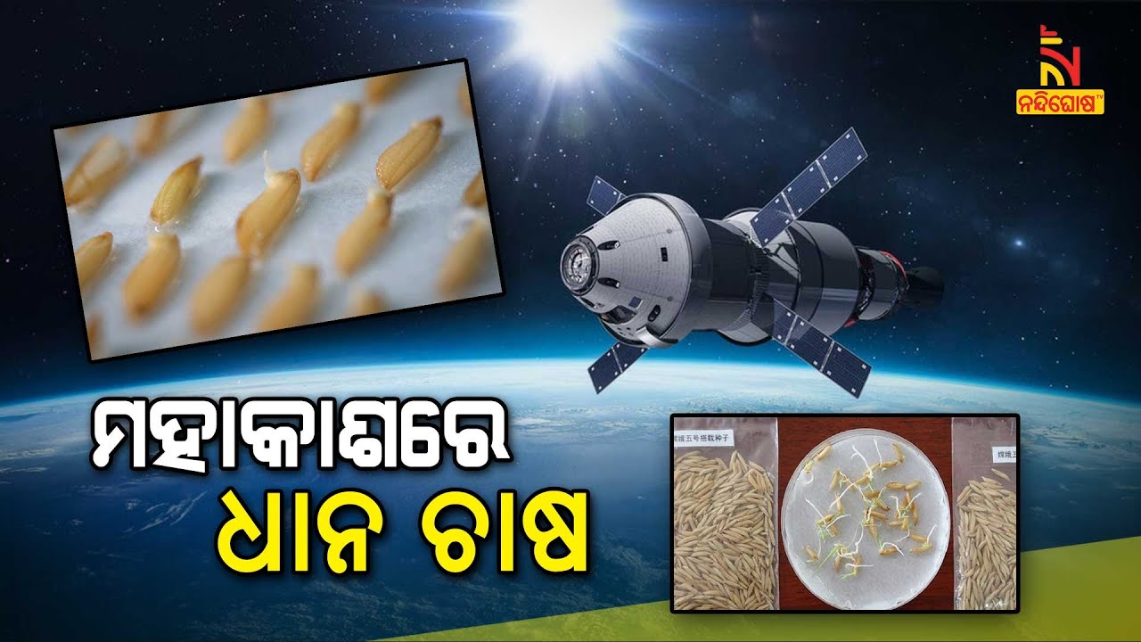 Chinese astronauts have cultivated rice plants in space from seeds ...