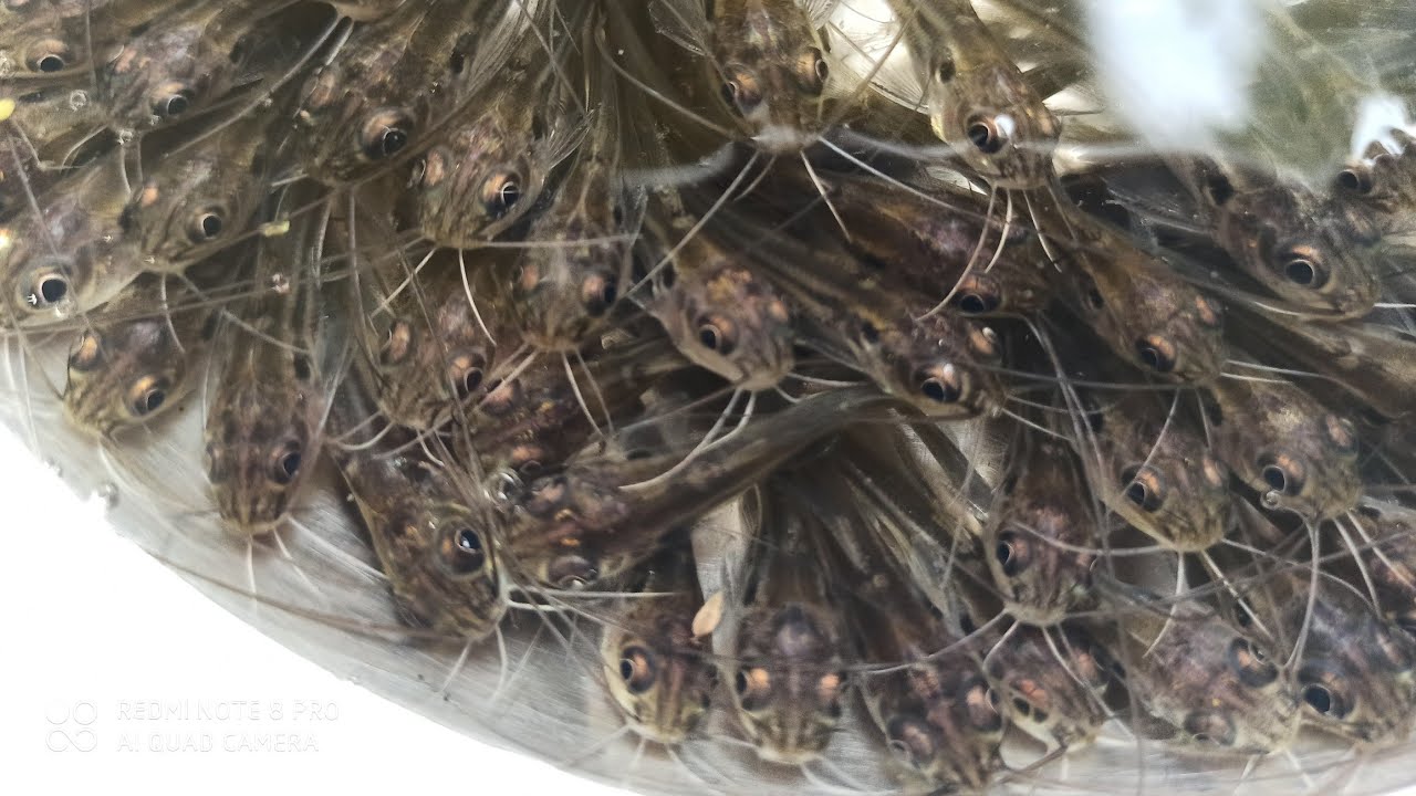 গুলশা মাছের পোনা ১ কেজিতে ২০০০ | Gulsha Fish Seeds |Catfish farm - YouTube