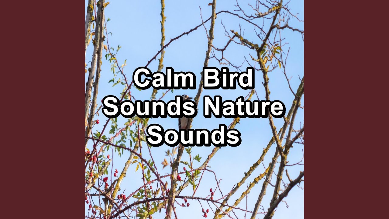 Birds Sounds Garden Bird Songs To Repeat the Whole Night - YouTube