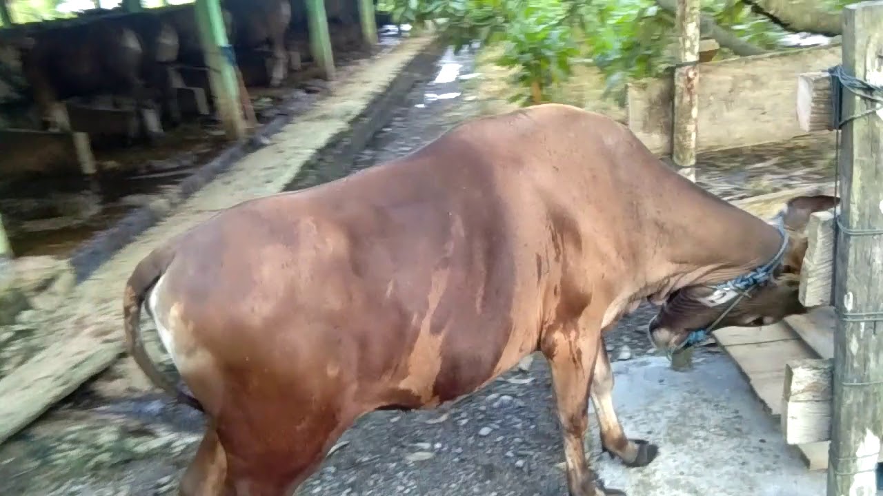 Penimbangan Ternak Sapi Bali - YouTube