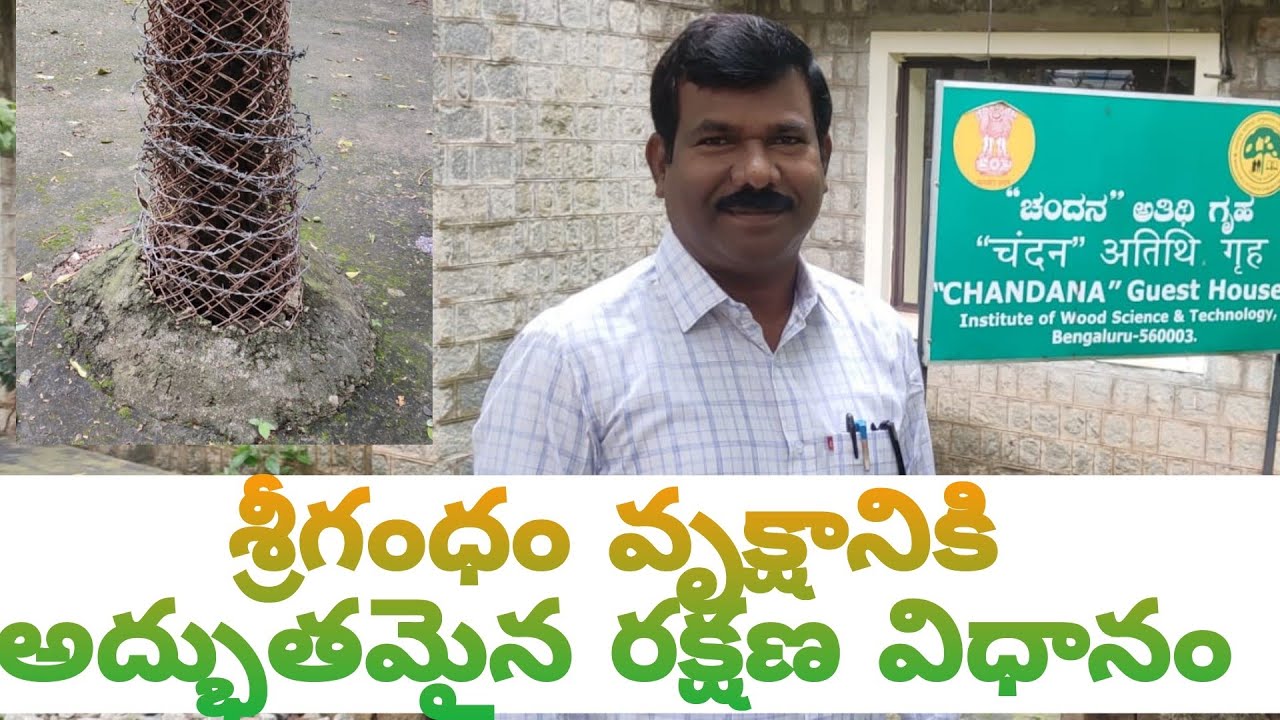 శ్రీగంధం వృక్షానికి అద్భుతమైన రక్షణ విధానం ll Best Protection Technique ...