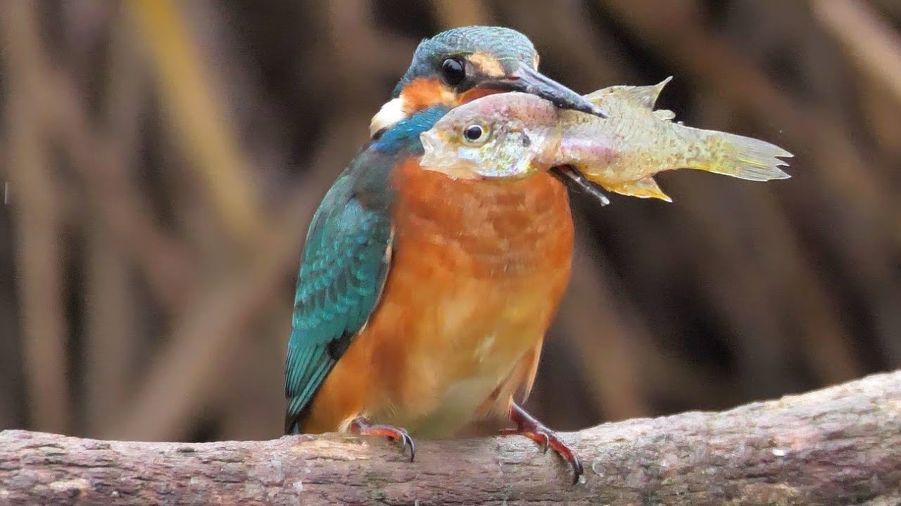 Martin pescatore e pesce - Kingfisher and fish (Alcedo atthis) - YouTube