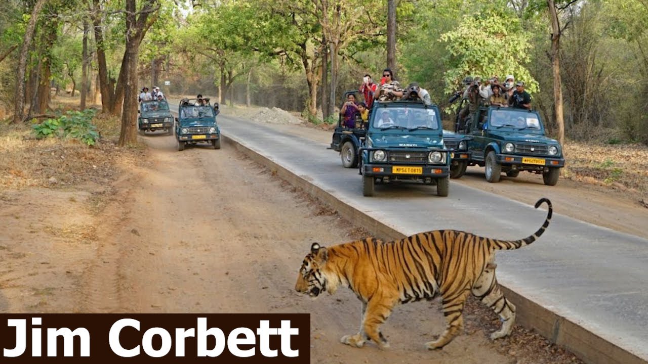 Jim Corbett National Park || Interview about Jim Corbett || RIDE ...