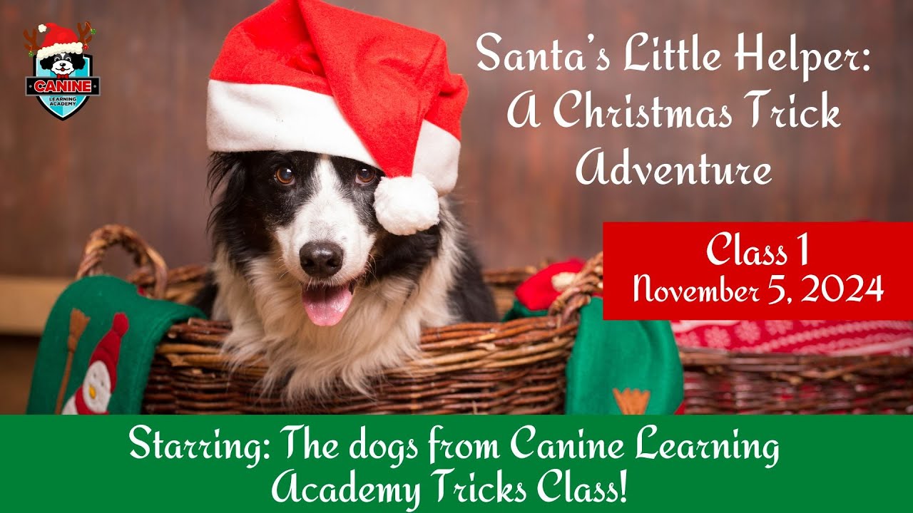 Canine Learning Academy's Class 1: My Christmas Story- 6 Class Tricks ...