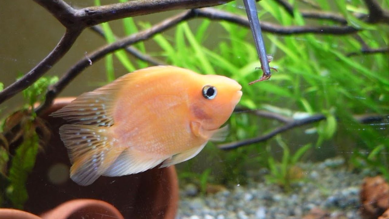 Feeding Tamago - YouTube