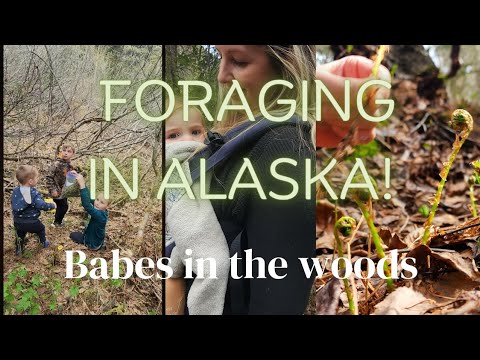 Uncover Alaska's Hidden Gems: A Guide to 7 Native Ferns!