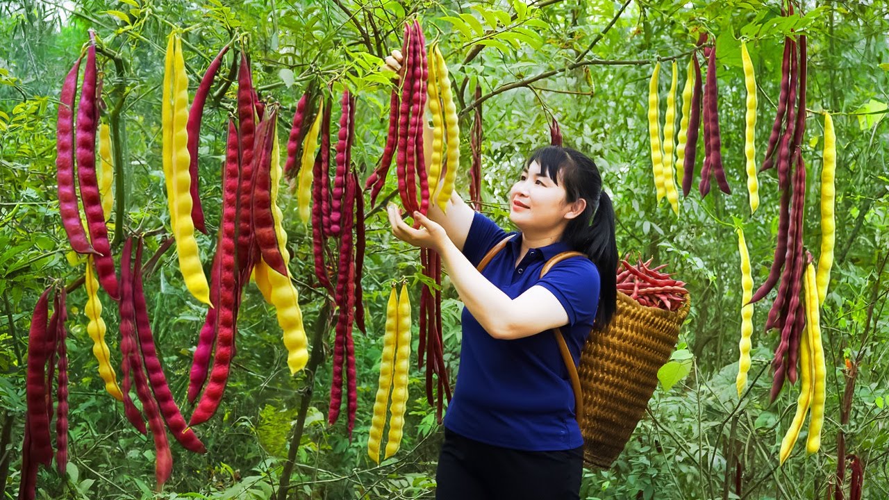 How To Harvest Red Bean, Sell It At The Market And Cook Dishes At Home ...