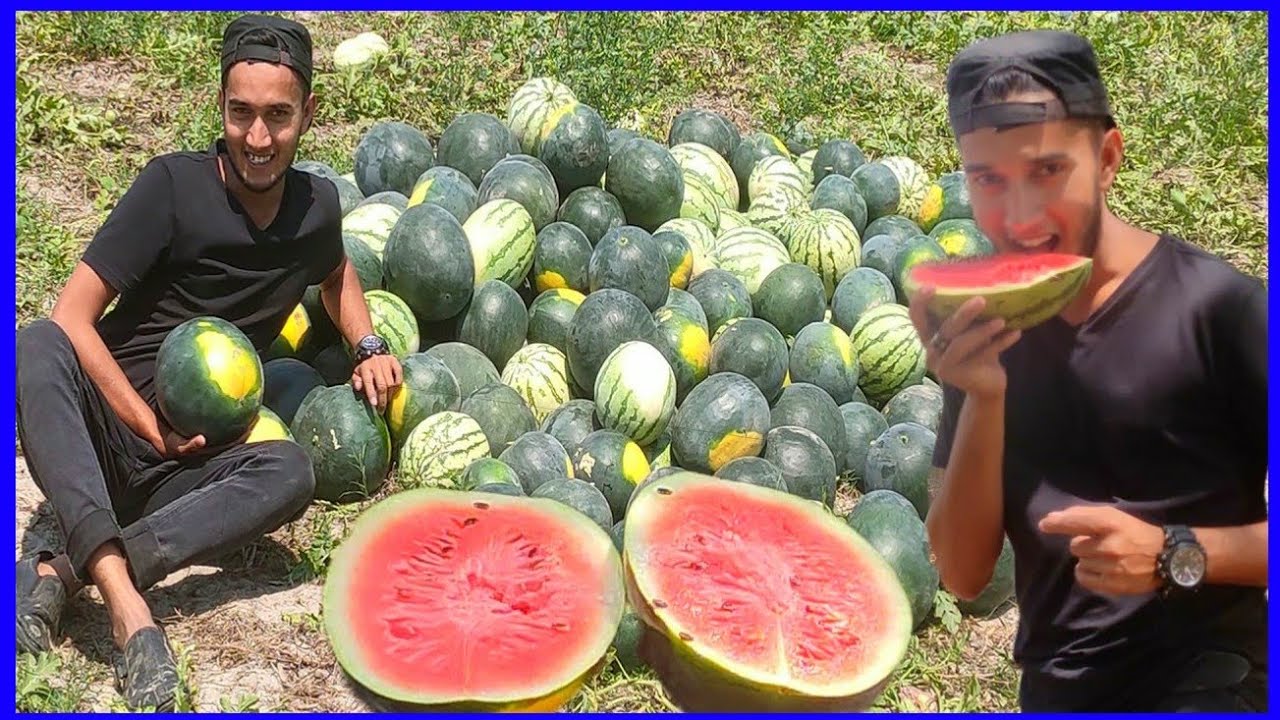ঘুরে আসুন তরমুজ এর স্বর্গরাজ্যে, কুয়াকাটা|Summer fruit watermelon at ...