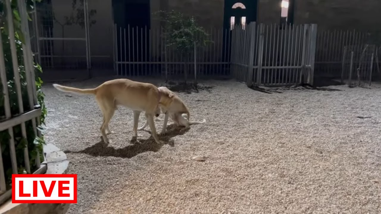 Rocky was 15 years locked in a chain and Bailey was locked in a chain ...